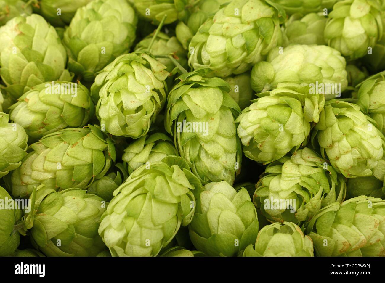 Close up full frame background pattern of fresh green hops, ingredient ...