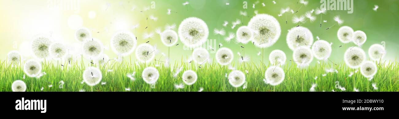 Beautiful dreamy spring nature background with dandelion Stock Photo ...