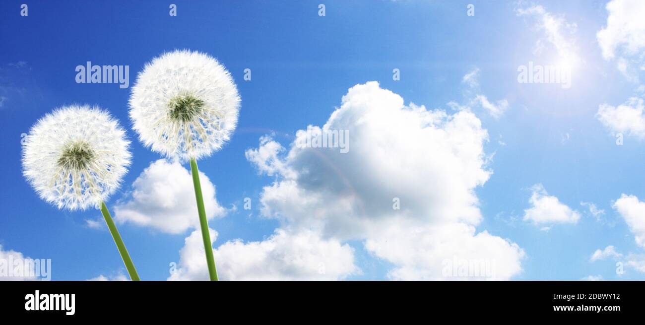 Beautiful dreamy spring nature background with dandelion Stock Photo ...
