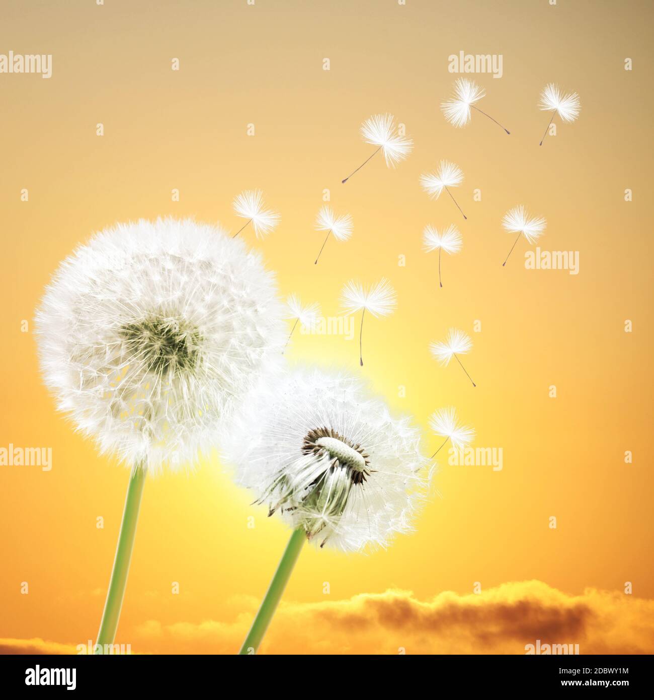 Beautiful dreamy spring nature background with dandelion Stock Photo ...