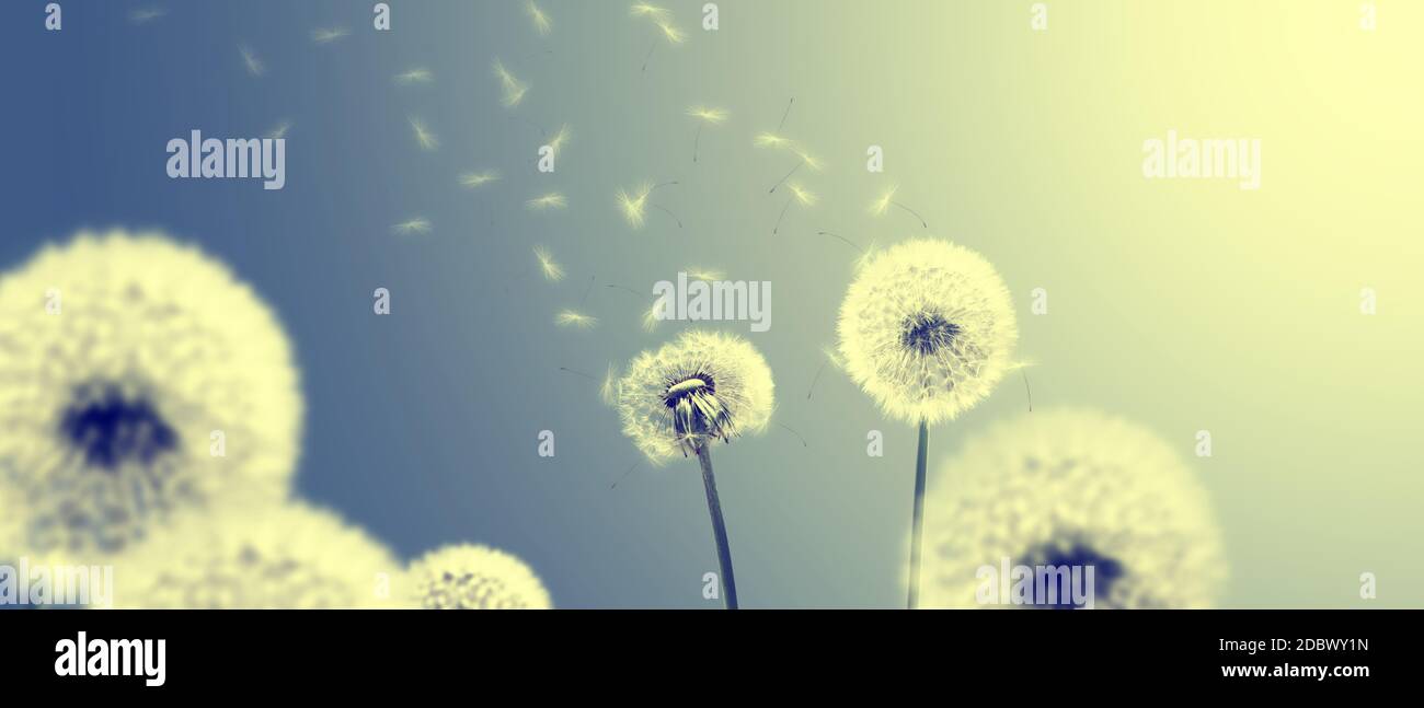 Beautiful dreamy spring nature background with dandelion Stock Photo ...