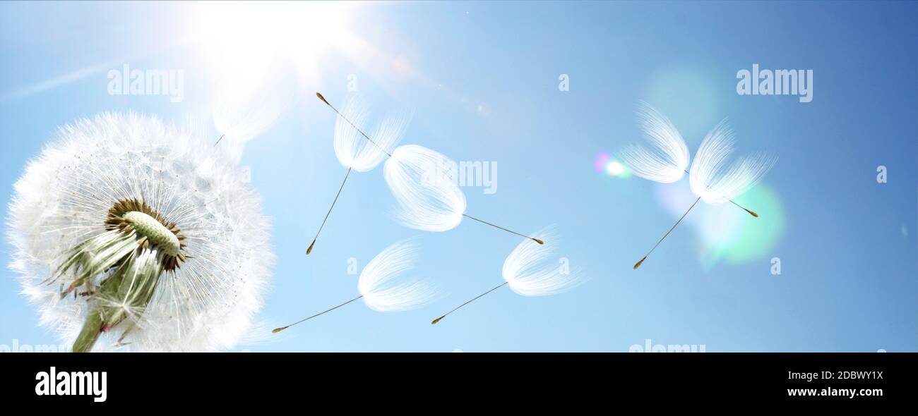Beautiful dreamy spring nature background with dandelion Stock Photo ...
