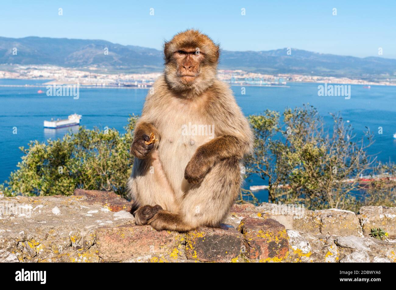 The Barbary Macaque monkey of Gibraltar. The only wild monkey ...