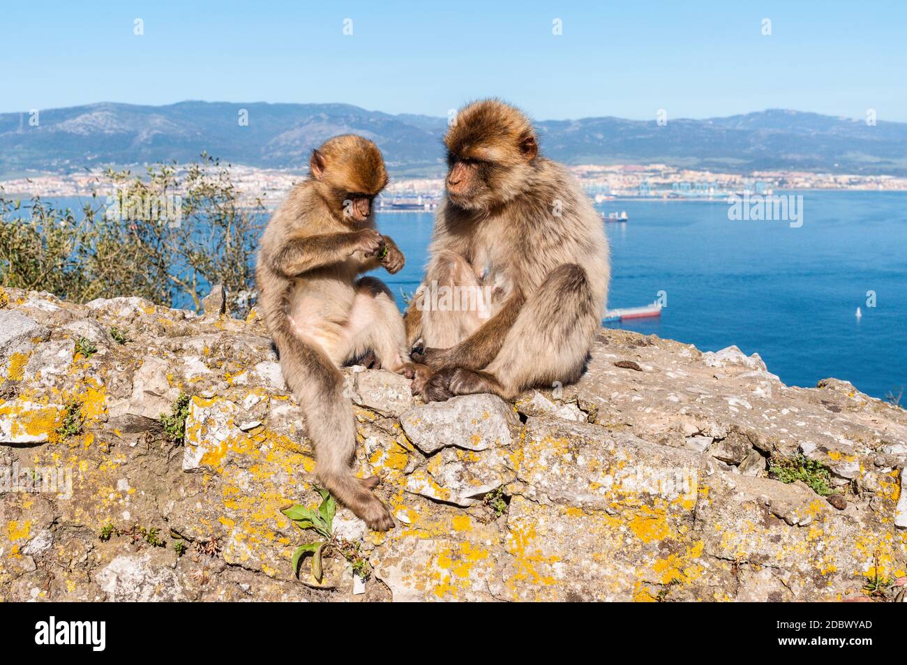 The Barbary Macaque monkeys of Gibraltar. The only wild monkey ...