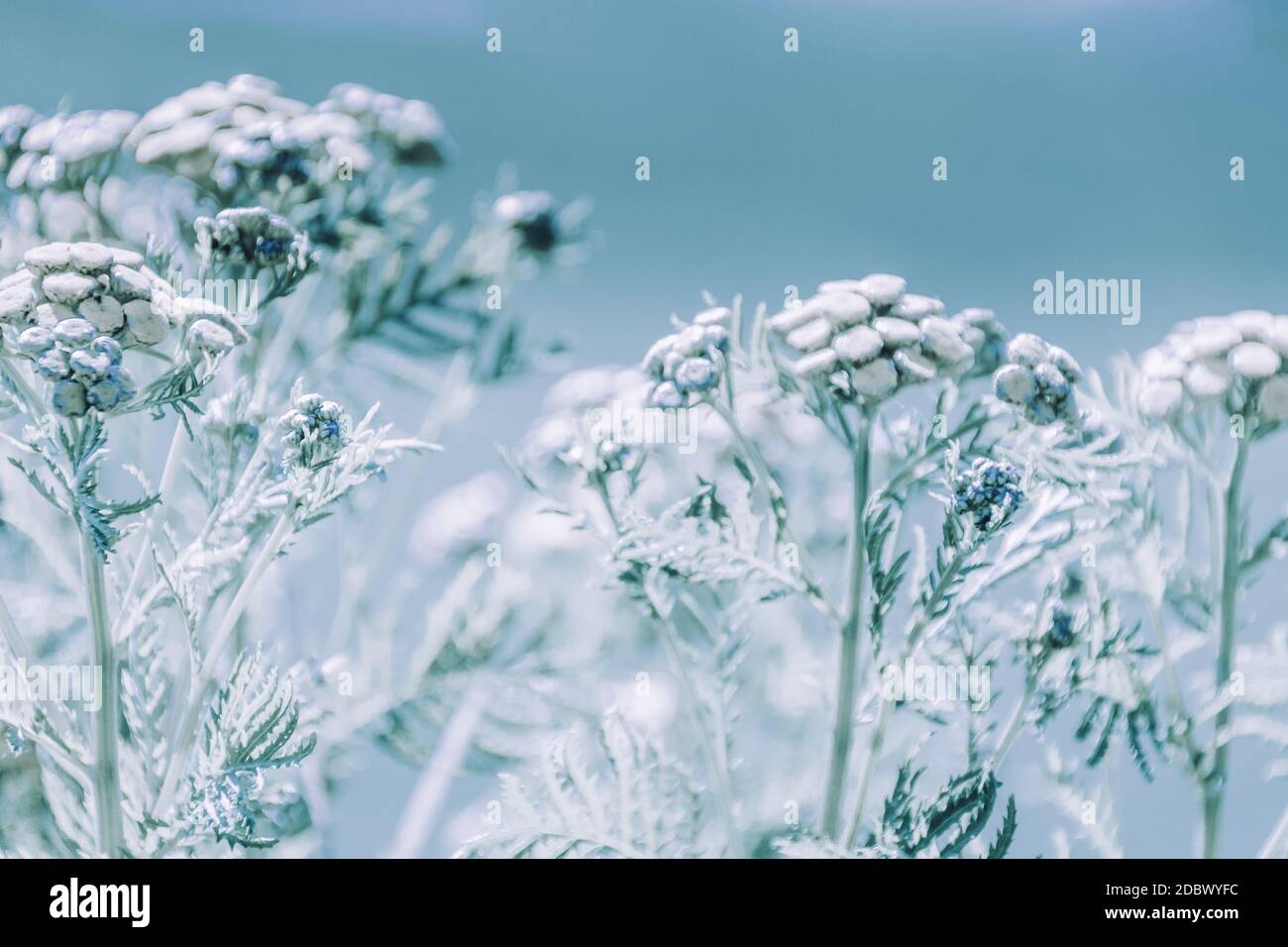 Ice covered flower in country Stock Photo - Alamy