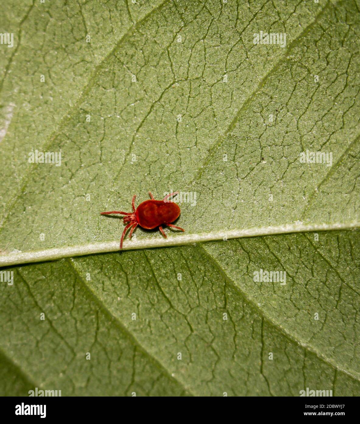 Back of the leaf hi-res stock photography and images - Alamy