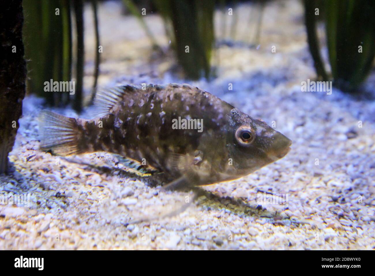 tropical fish in the reef and its natural environment Stock Photo - Alamy