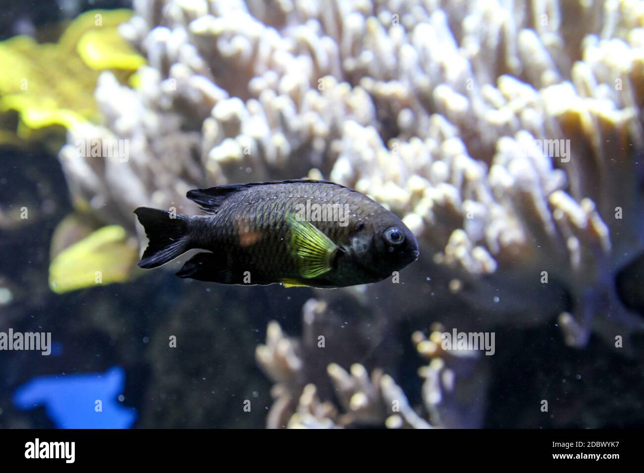tropical fish in the reef and its natural environment Stock Photo - Alamy
