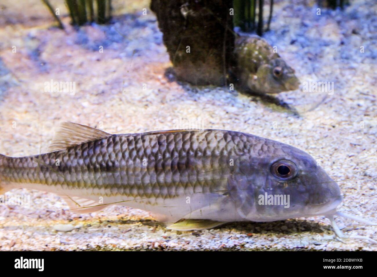 tropical fish in the reef and its natural environment Stock Photo - Alamy