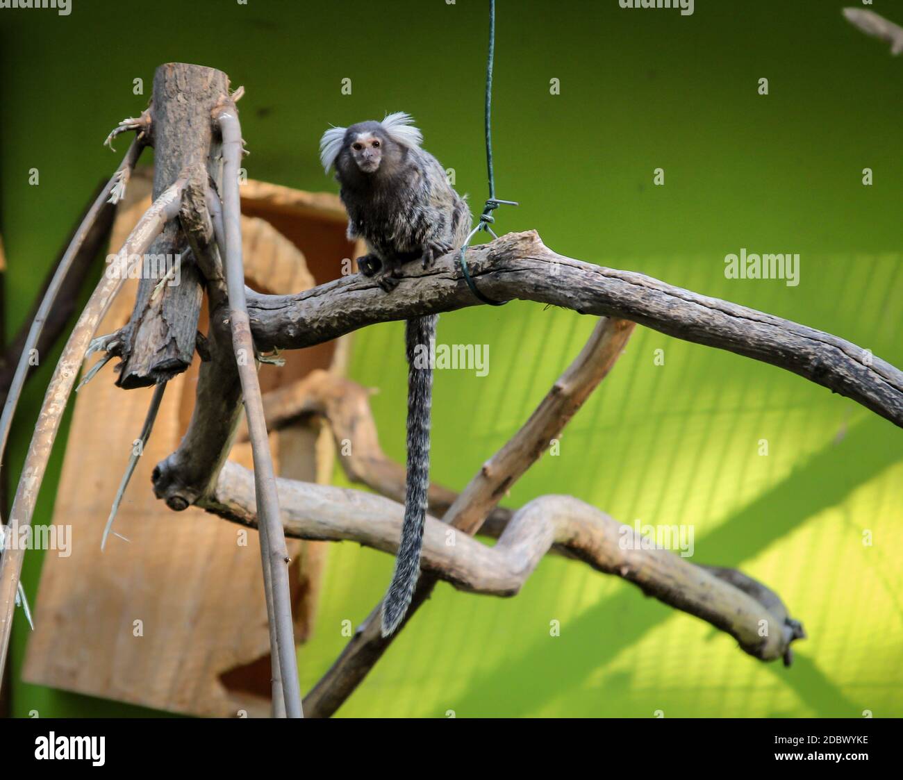 two common marmosets (Callithrix jacchus Stock Photo - Alamy