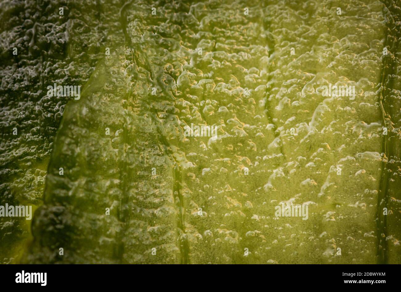 The peeled peel of a cucumber as a texture Stock Photo - Alamy