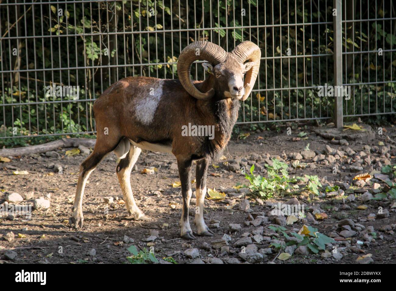 A portrait of a mouflon in an enclosure Stock Photo - Alamy