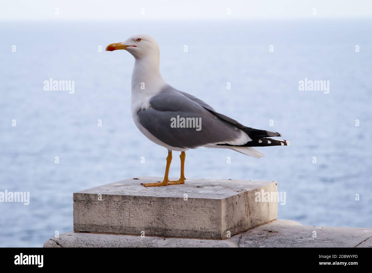 Portrait, close-up of a seagull on a parapet Stock Photo - Alamy