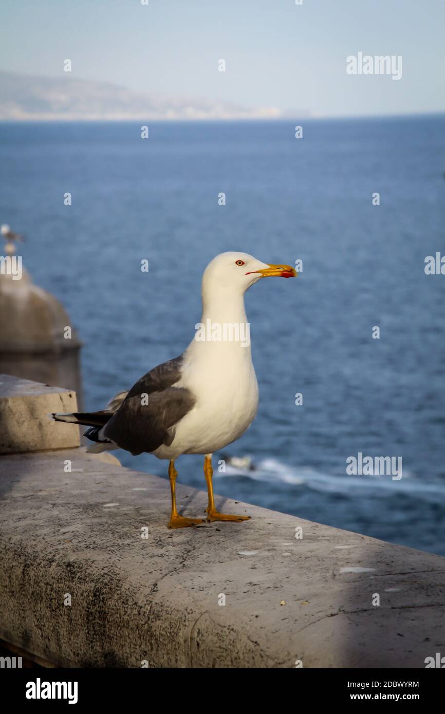 Portrait, close-up of a seagull on a parapet Stock Photo - Alamy