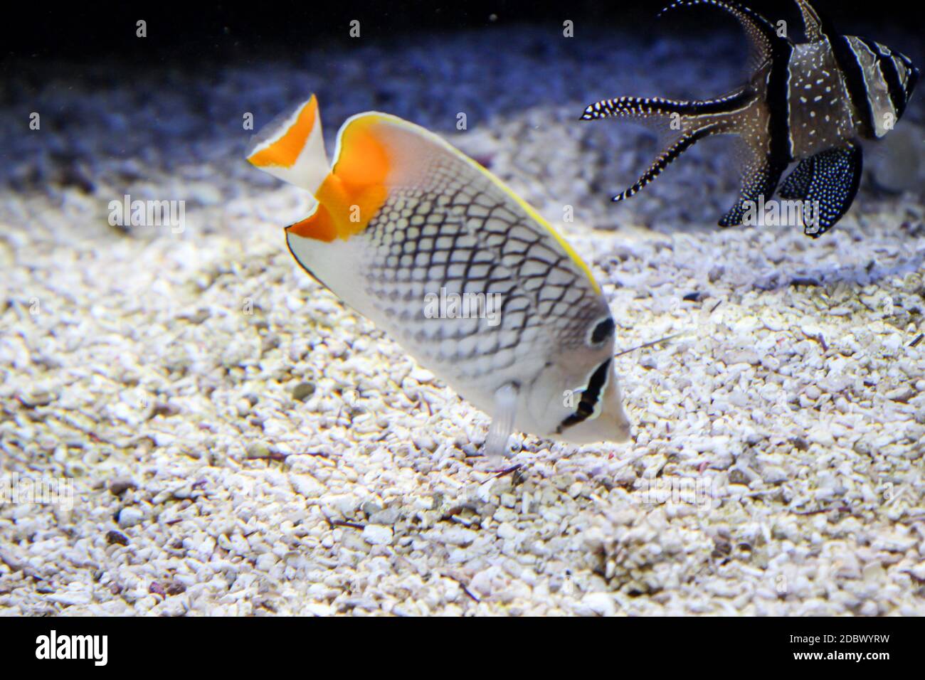 tropical fish in the reef and its natural environment Stock Photo - Alamy