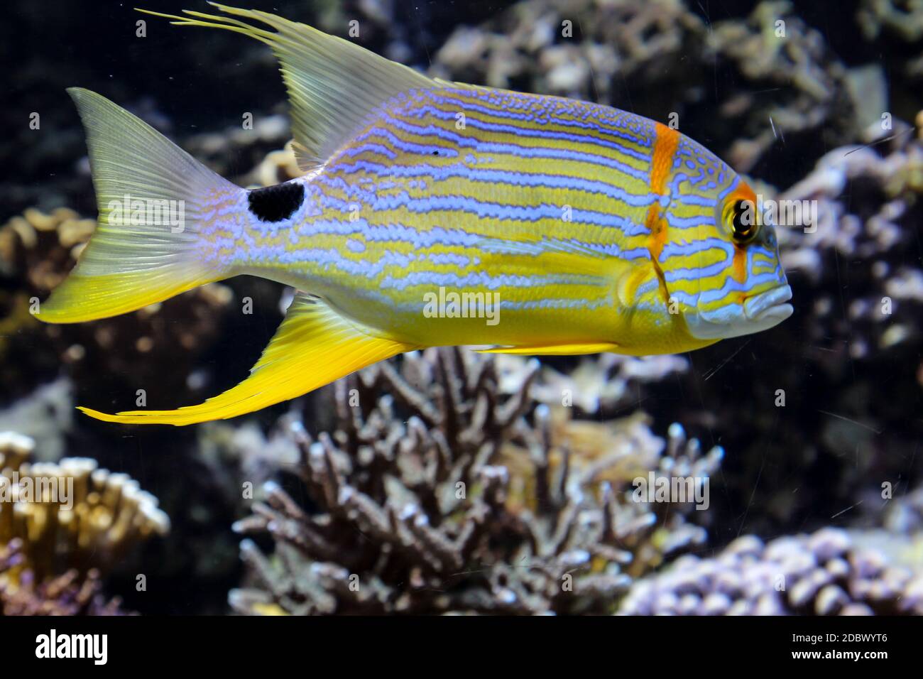 tropical fish in the reef and its natural environment Stock Photo - Alamy
