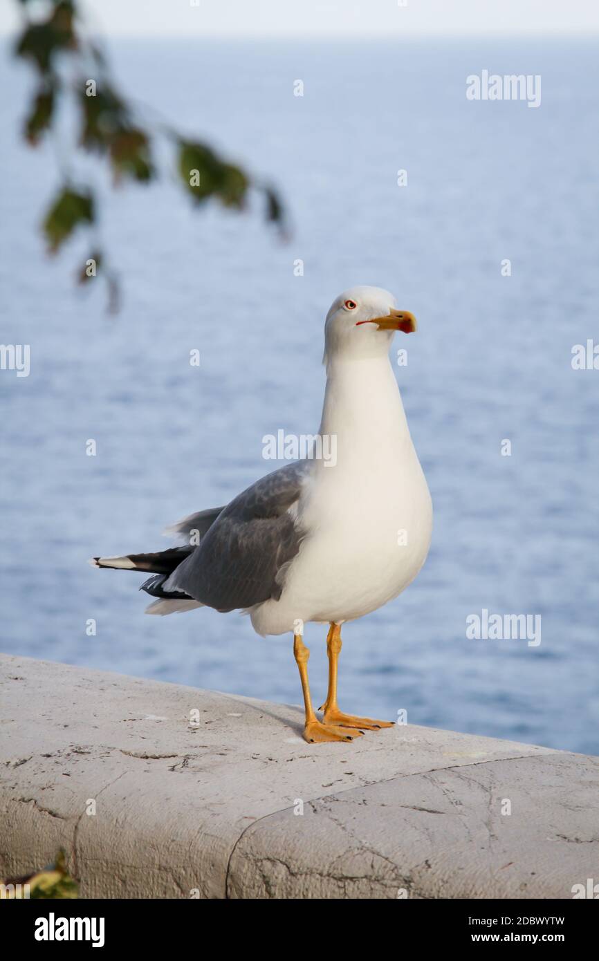 Portrait, close-up of a seagull on a parapet Stock Photo - Alamy