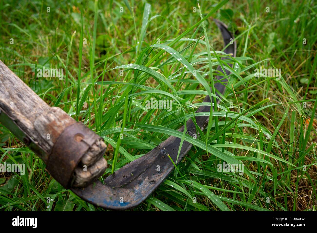Rustic scythe lying in long wet green grass in a field in a close up on ...