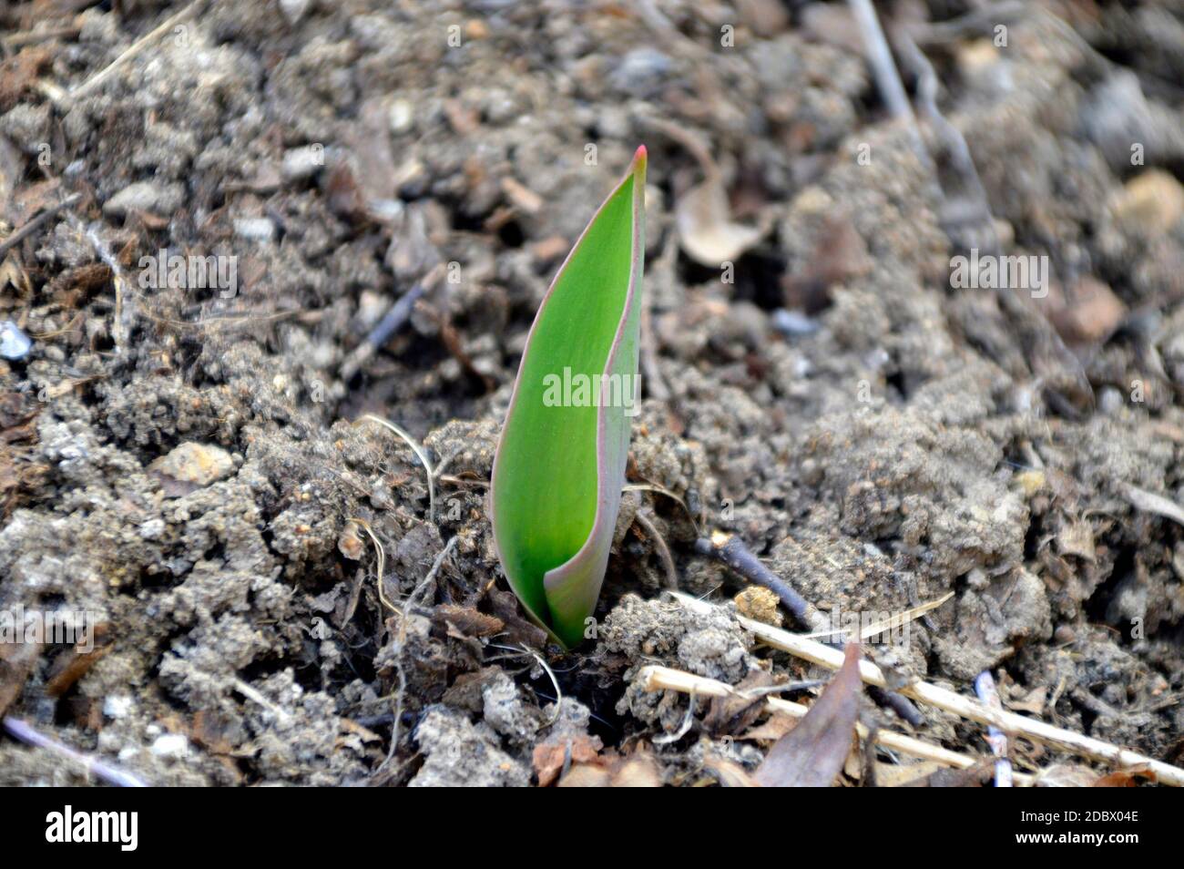 First fresh tulip sprout spring time Stock Photo - Alamy