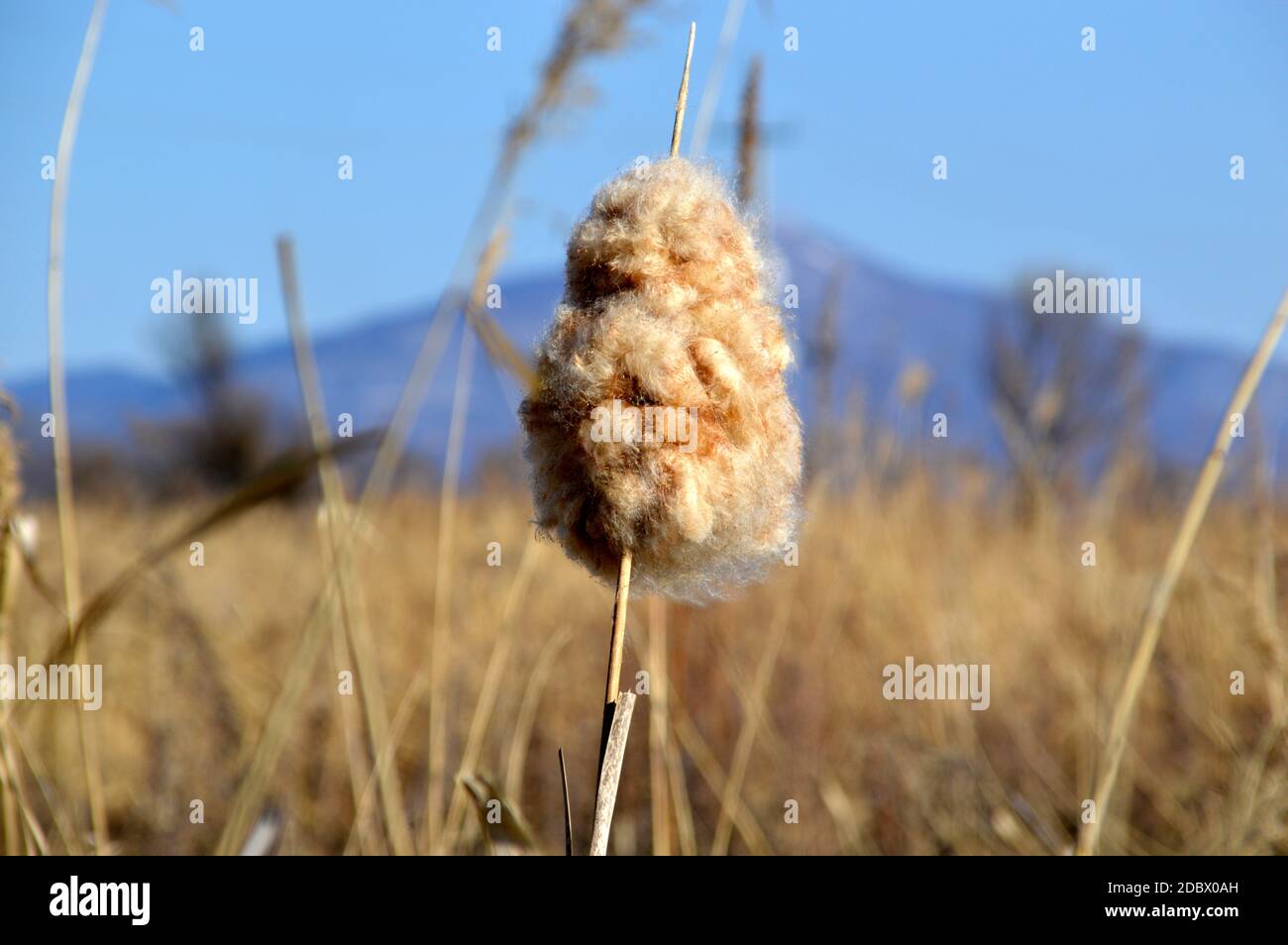 Reed fluff hi-res stock photography and images - Alamy