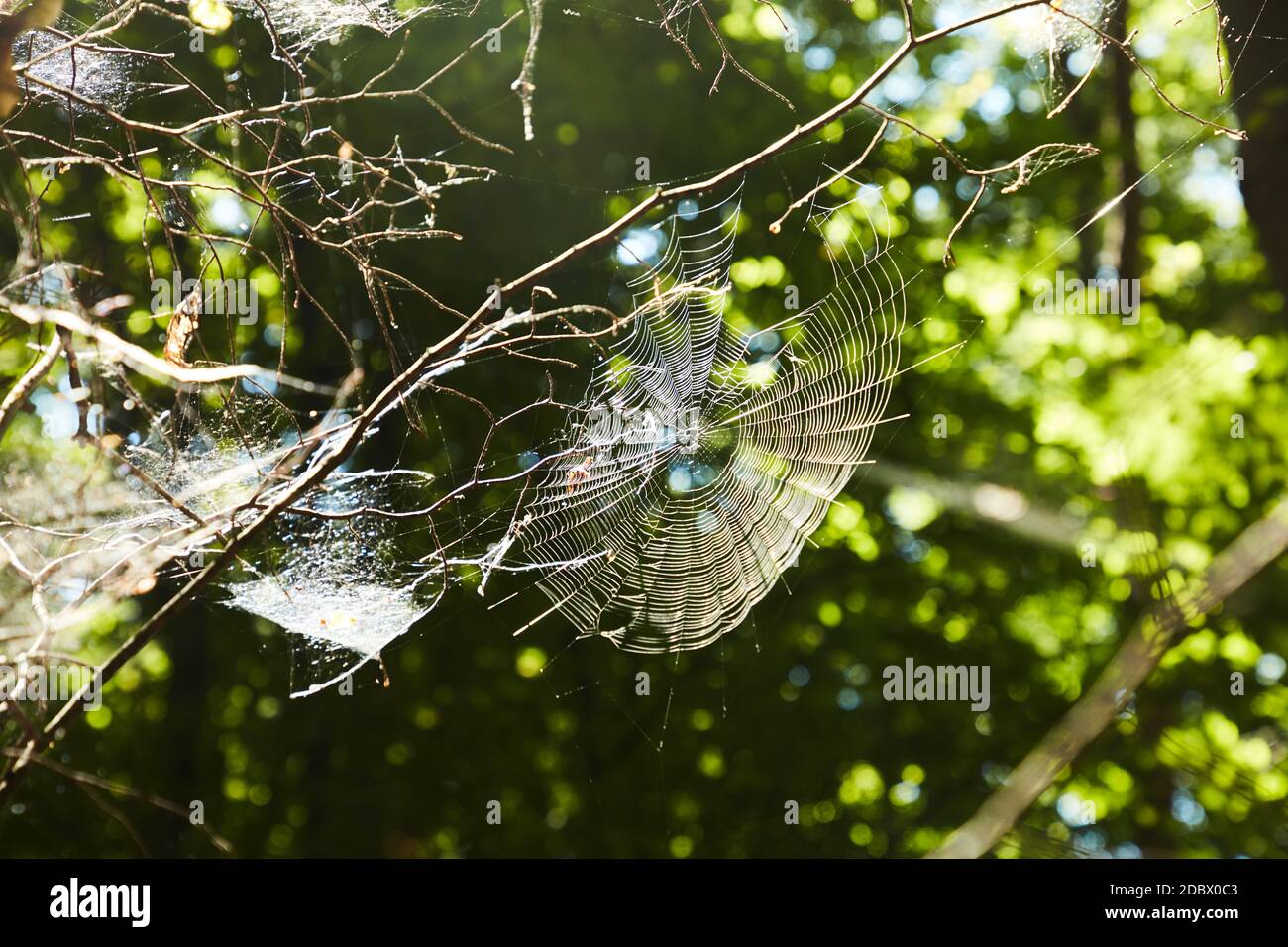 Cobweb scary hi-res stock photography and images - Alamy