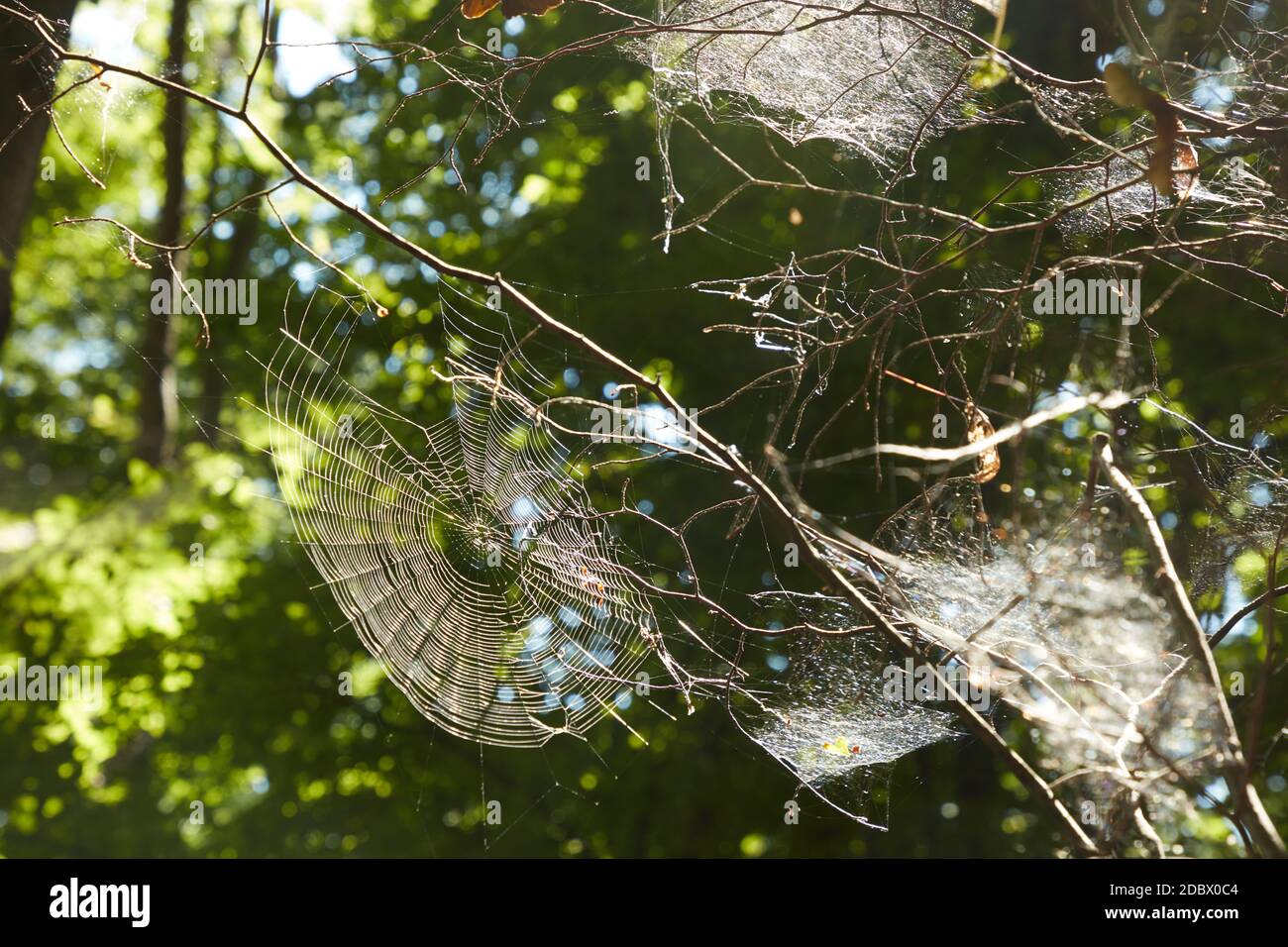 Eerie spider web hi-res stock photography and images - Alamy