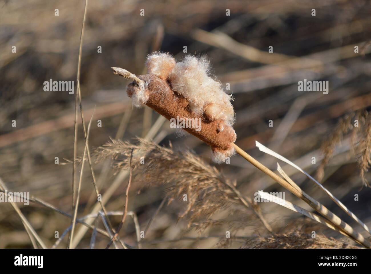 Fluffy reeds or bulrush on a spring day.reedmace Stock Photo - Alamy