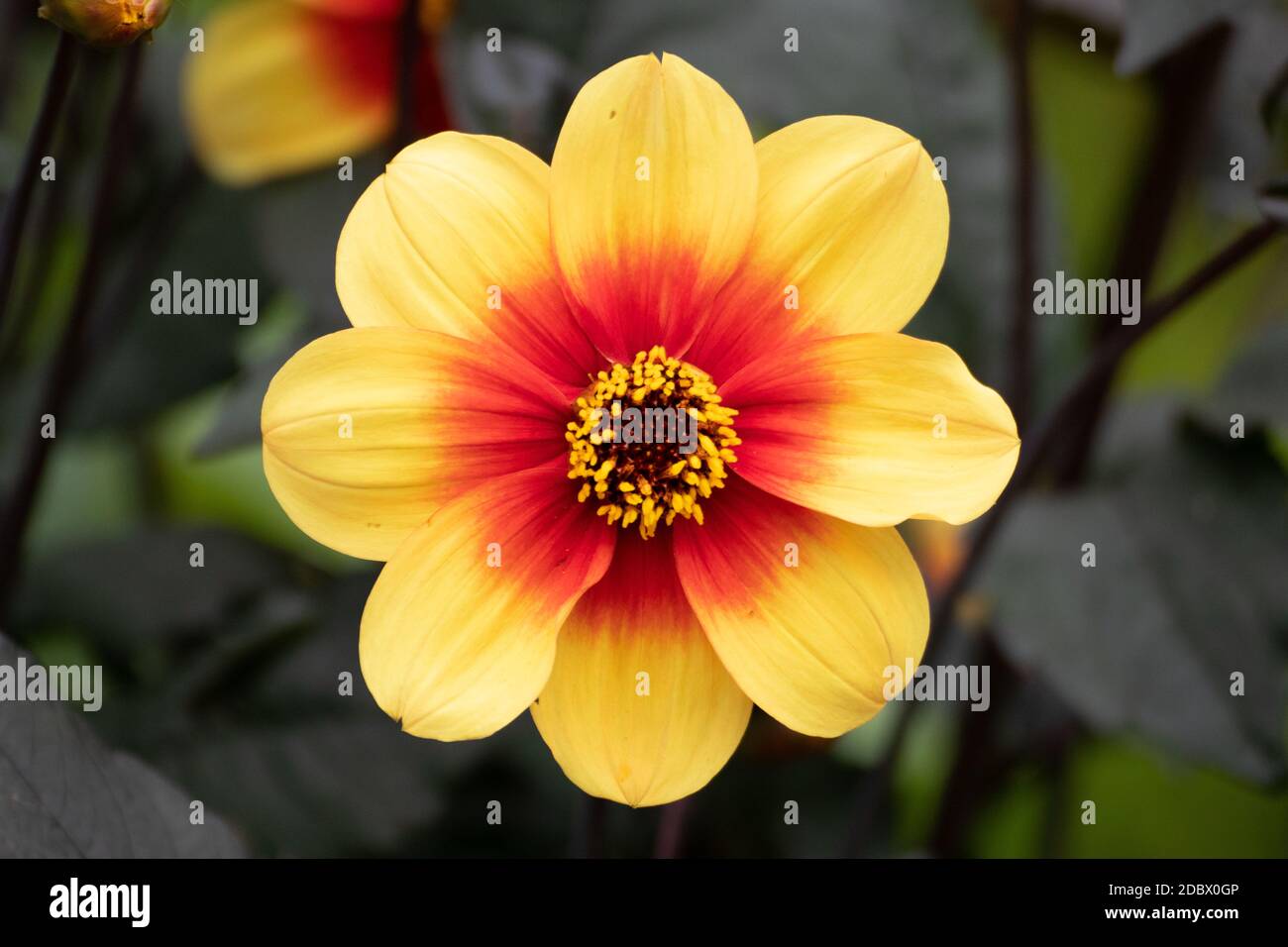 A little blossom in summer Stock Photo - Alamy