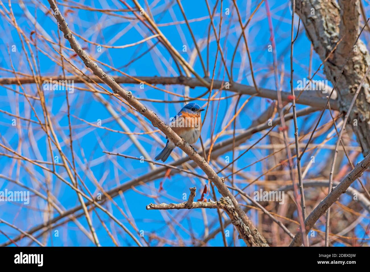 Eastern Bluebird on a Cold Sunny Morning in Indiana Dunes National Park ...
