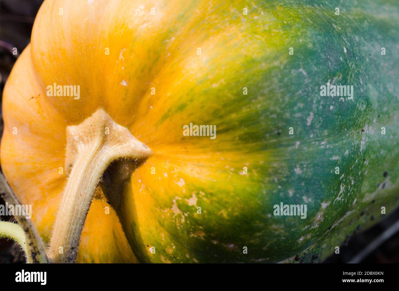 Pumpkin stalk close-up. Large orange and green pumpkin outdoor Stock ...