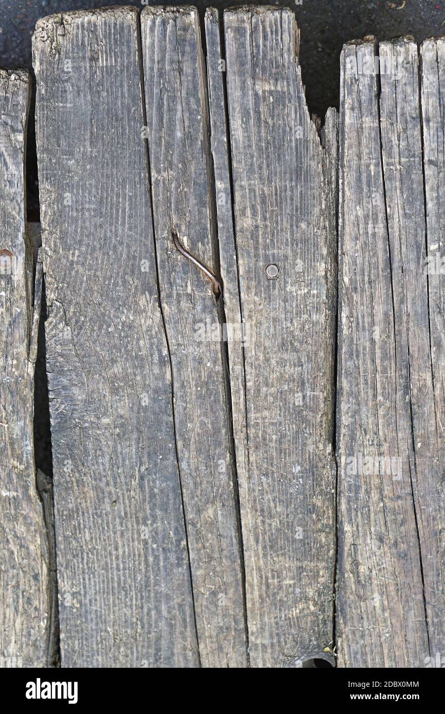 Grunge decayed wood planks with nail Stock Photo - Alamy
