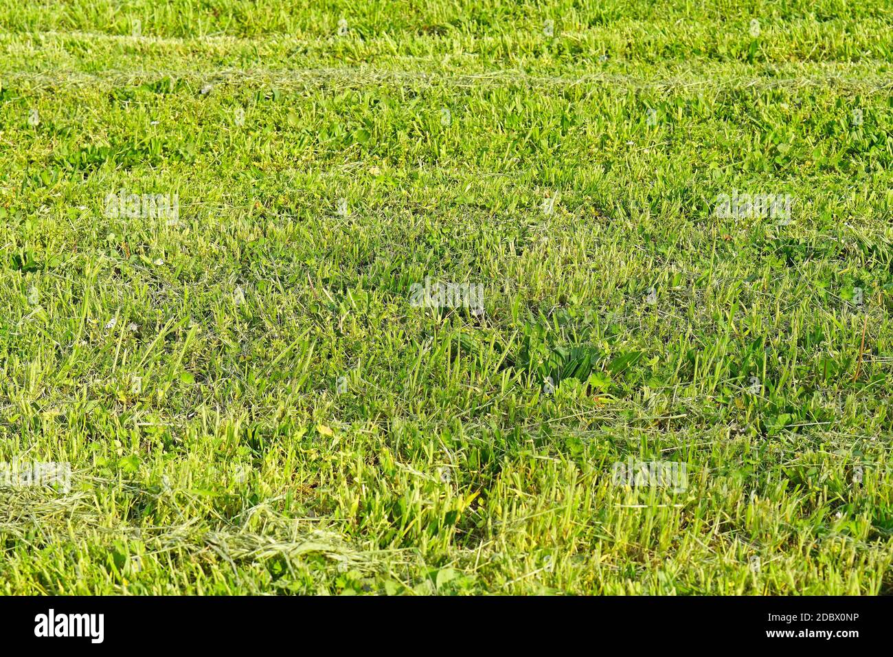 Rough cut green grass field meadow Stock Photo - Alamy
