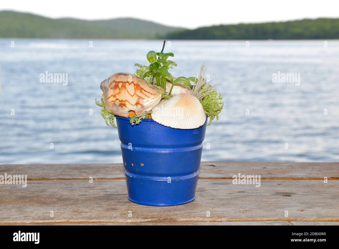 Blue bucket with shells and seaweed standing on a wooden table against ...