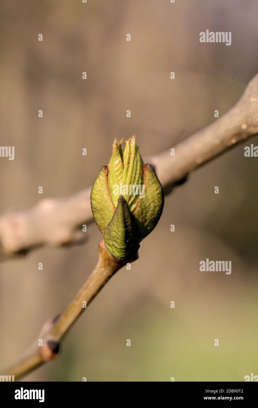 Young shoots on a tree in spring Stock Photo - Alamy