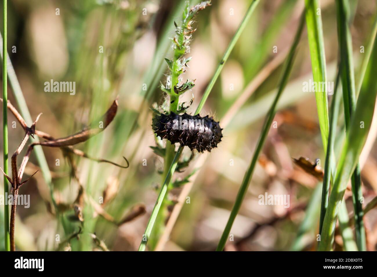 Close up of a larva of a beetle, insect Stock Photo - Alamy