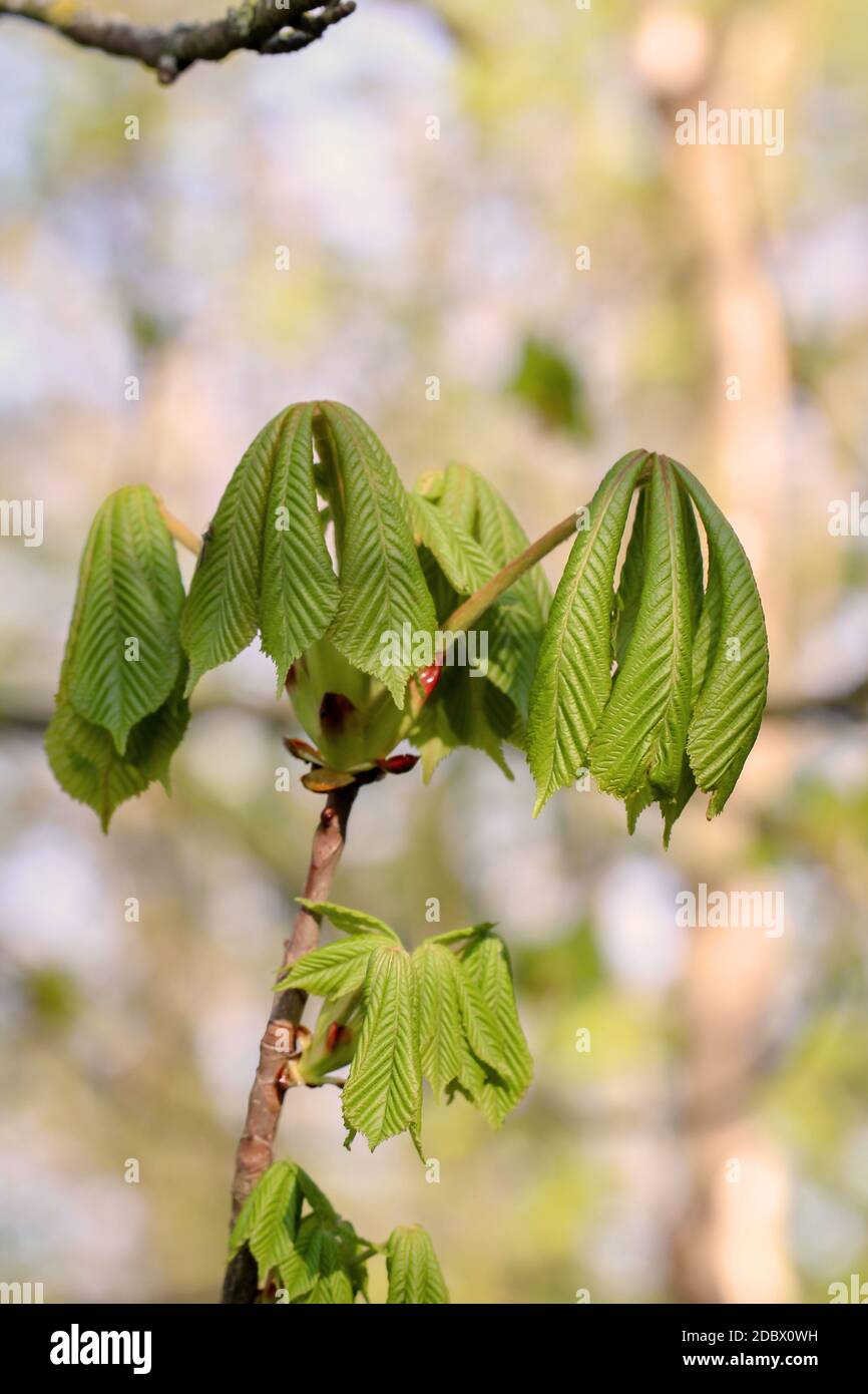 New shoots on fruit tree hi-res stock photography and images - Alamy