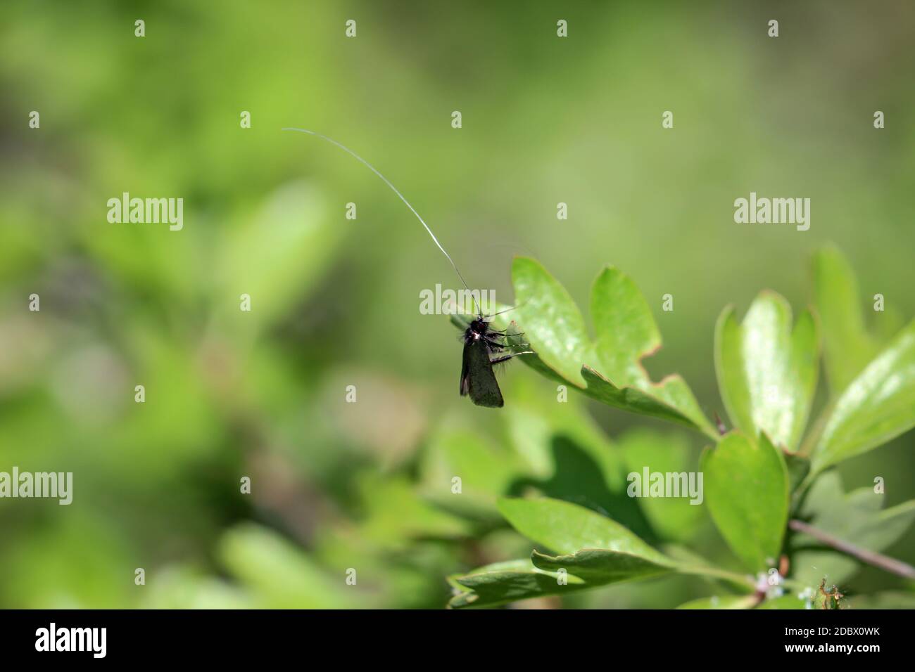 A close up of a moth, insect, or butterfly on a plant Stock Photo - Alamy