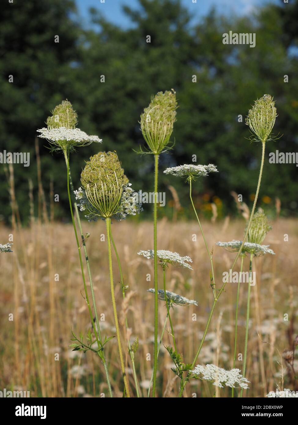 Wild yarrow hi-res stock photography and images - Alamy