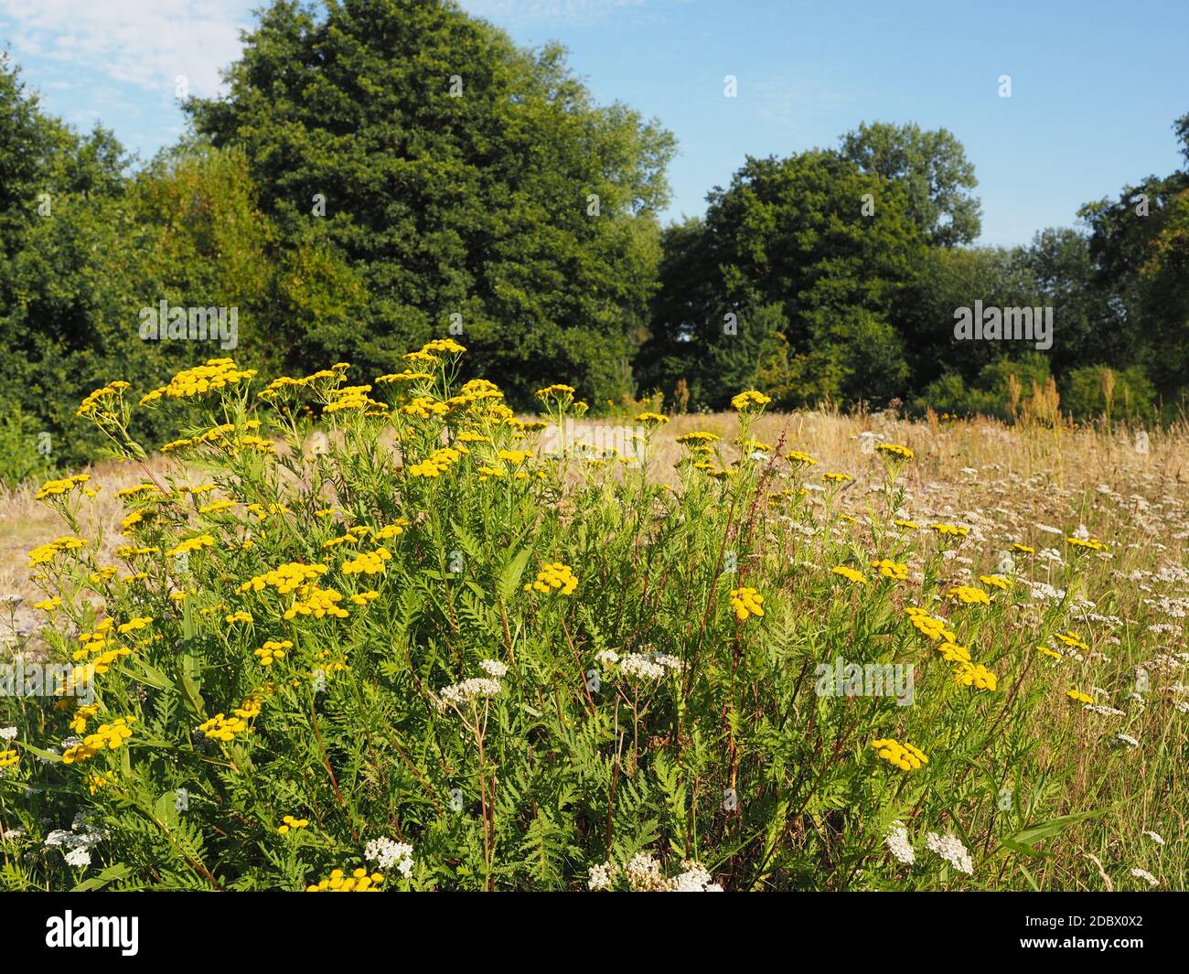Flowers of wild plants hi-res stock photography and images - Alamy