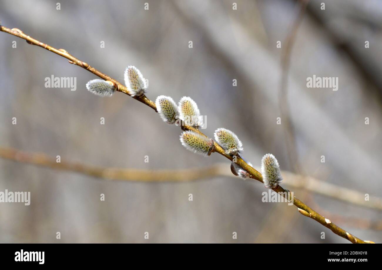 Pussy willow with furry catkins in early spring. Young male catkin ...