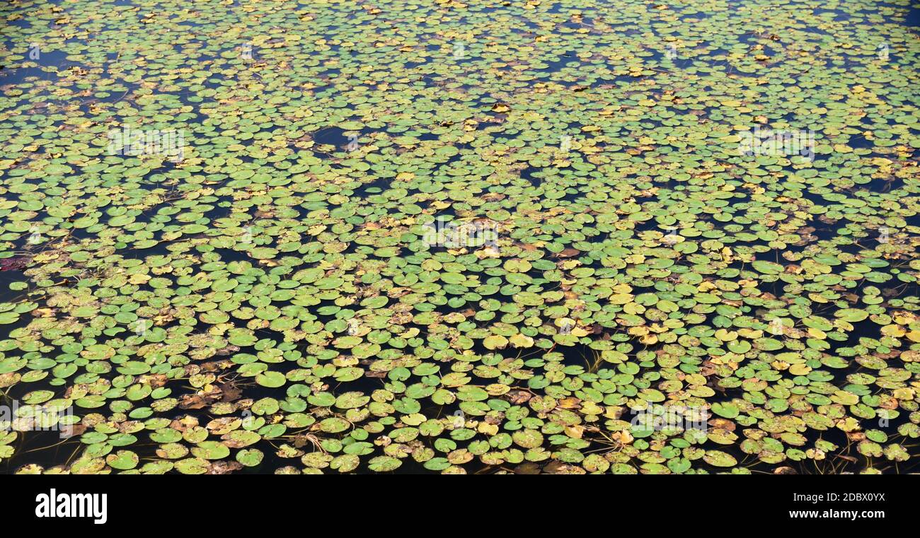 Swamp Lilies High Resolution Stock Photography and Images - Alamy