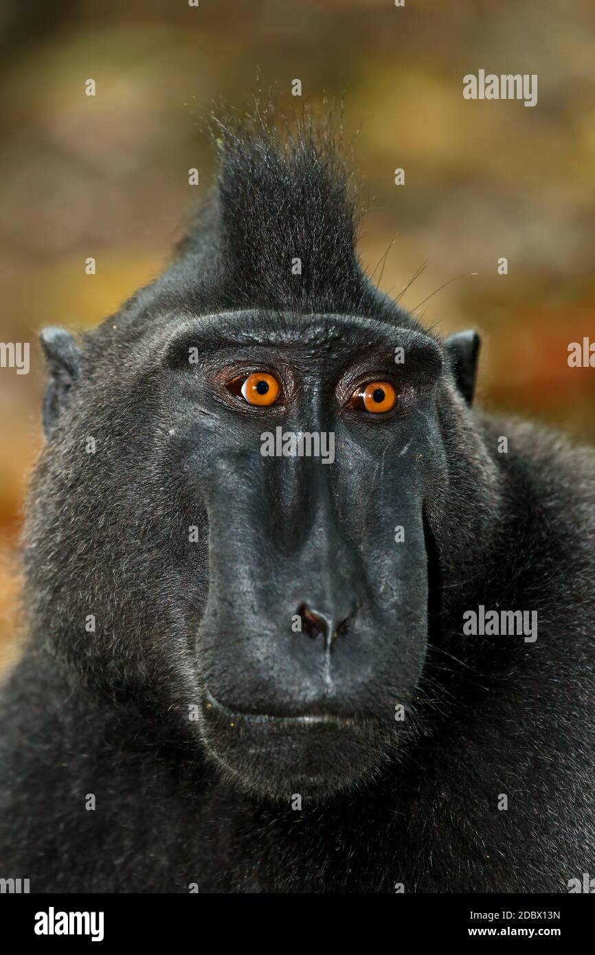 endemic monkey Celebes crested macaque known as black monkey (Macaca ...