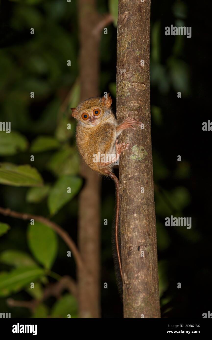 very rare and endemic Spectral Tarsier, Tarsius spectrum,Tangkoko ...