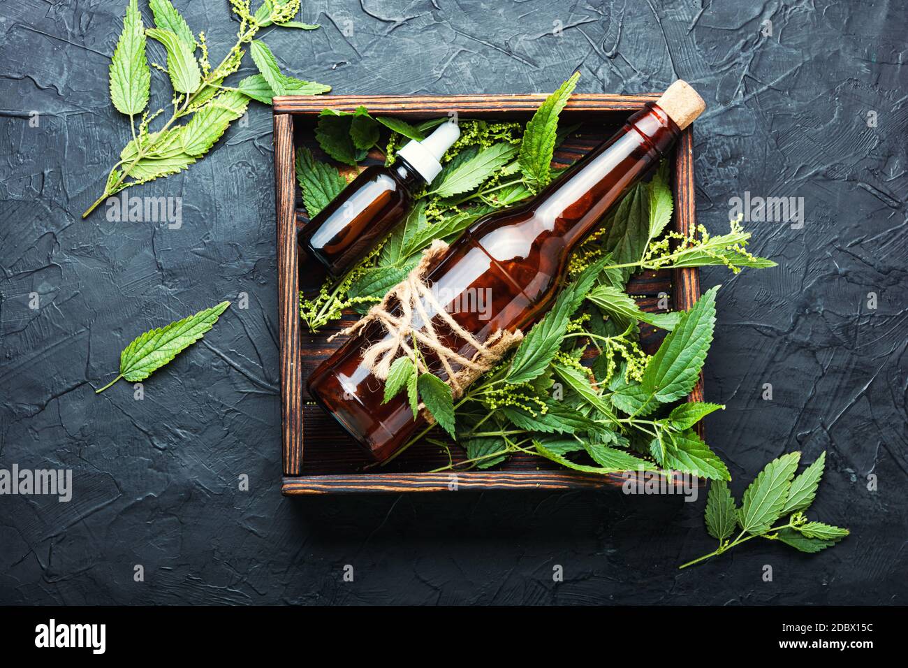 Nettle extract in bottle and fresh nettle leaves.Stinging nettles or ...