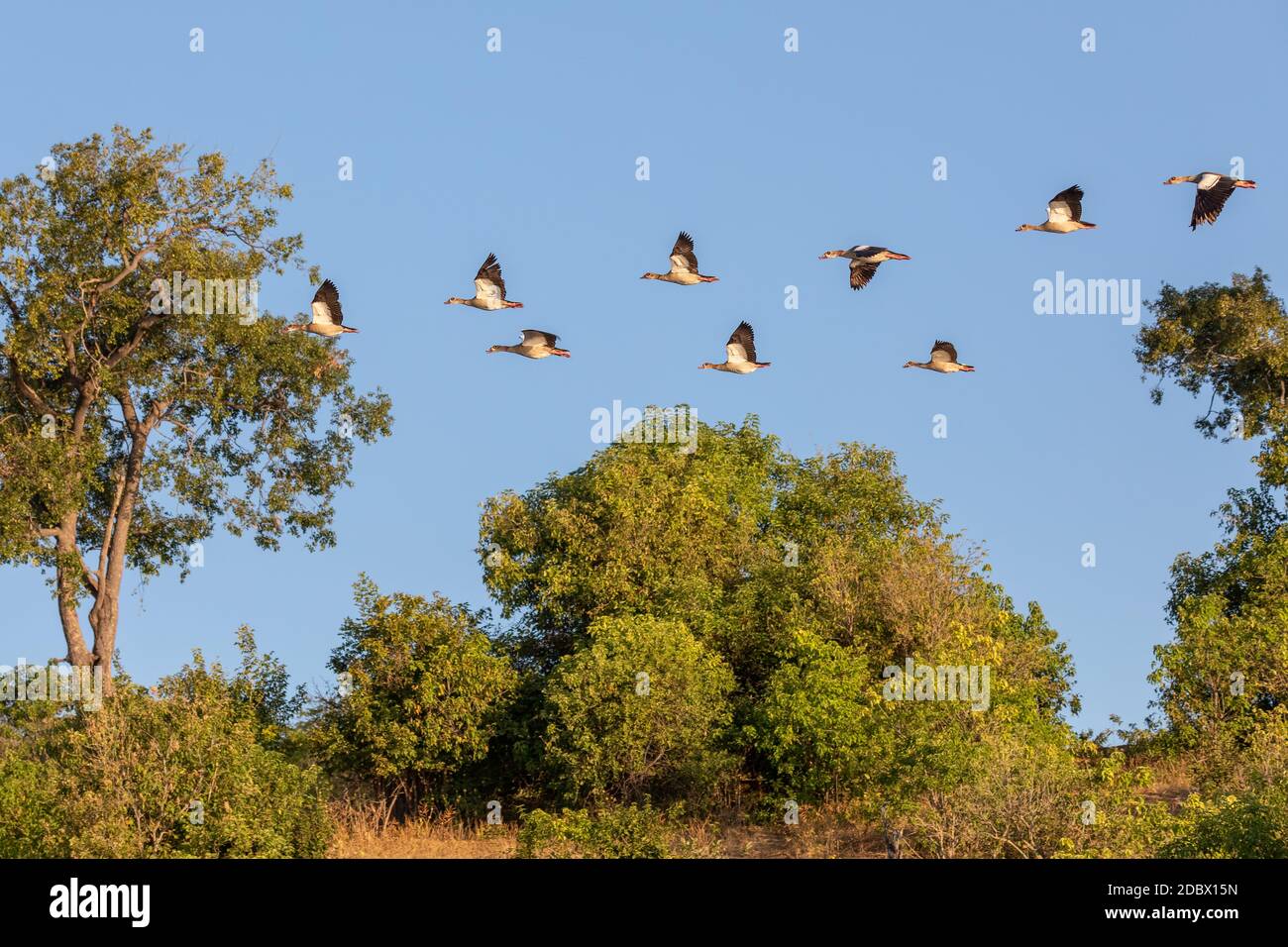 flying flock of bird Egyptian goose, Chobe river, Botswana Africa ...