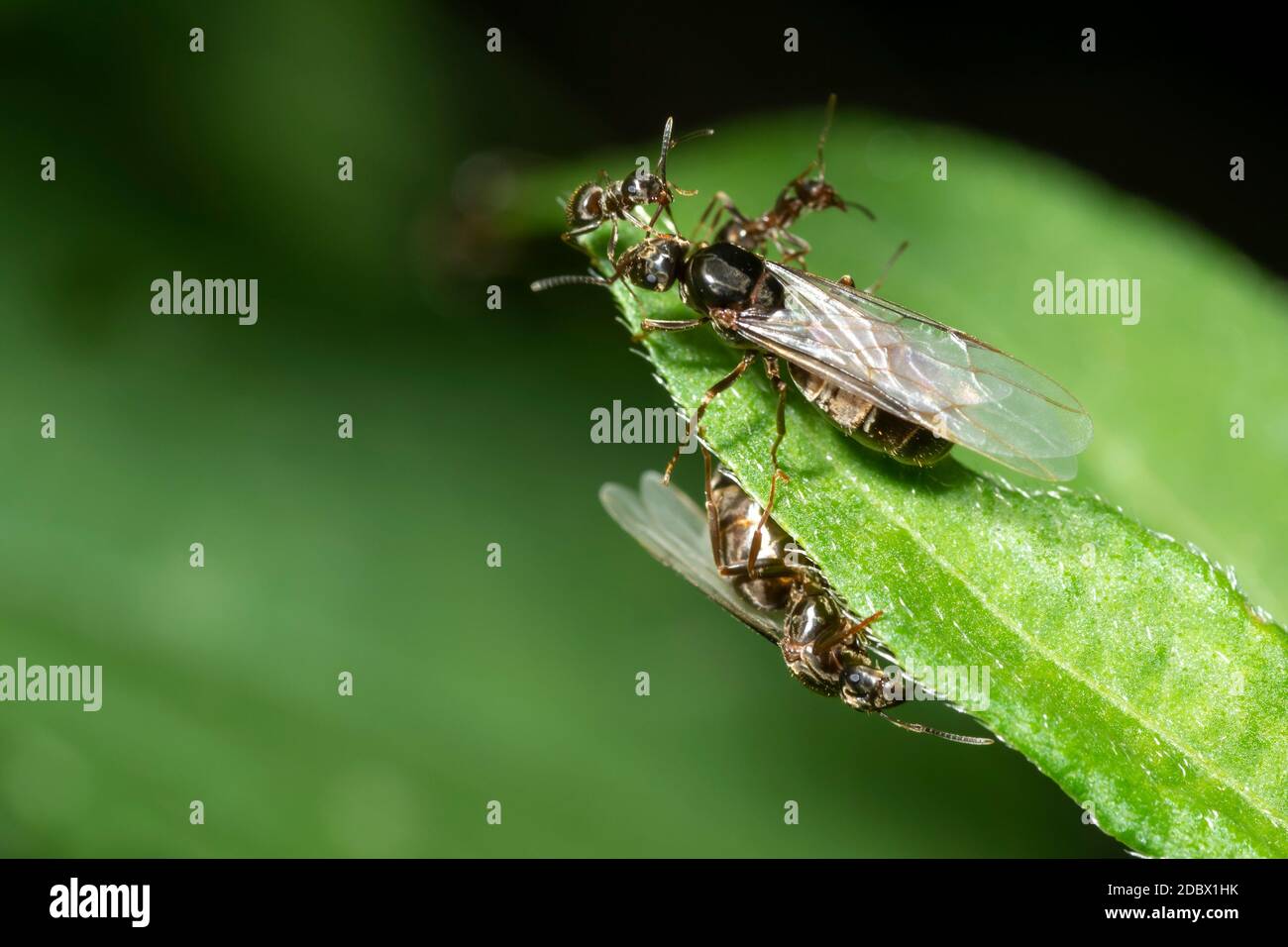Queen ant hi-res stock photography and images - Alamy