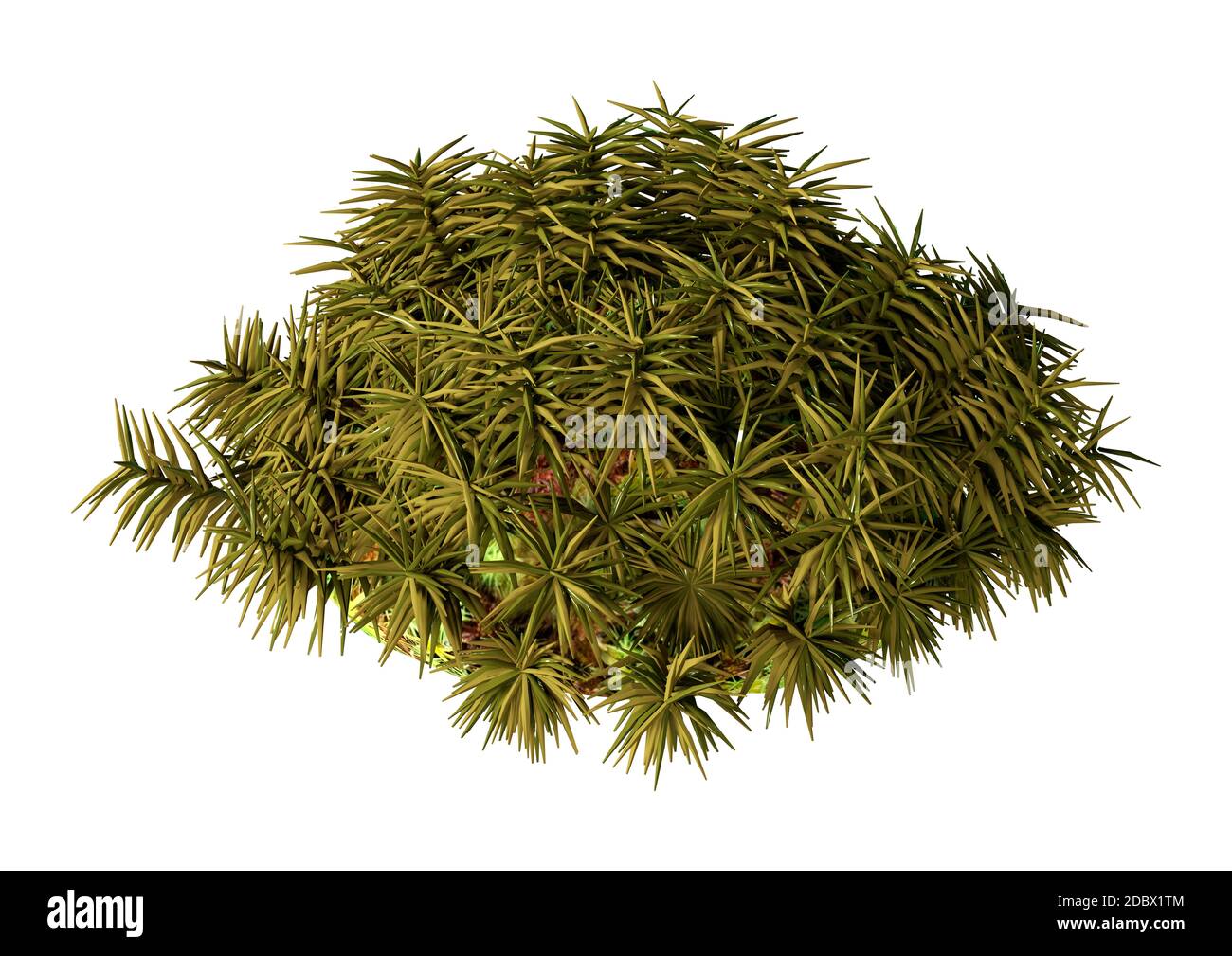 3D rendering of a green hummock moss isolated on white background Stock ...