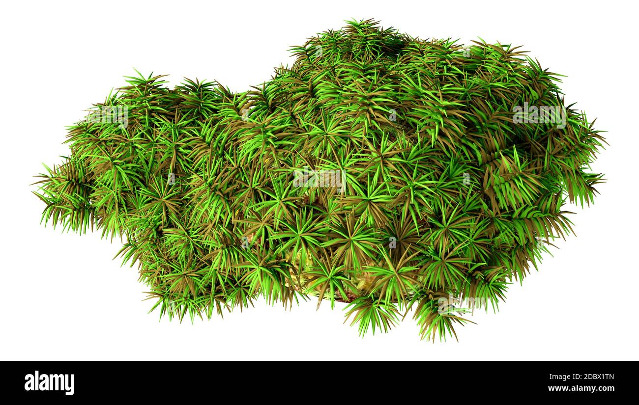 3D rendering of a green hummock moss isolated on white background Stock ...
