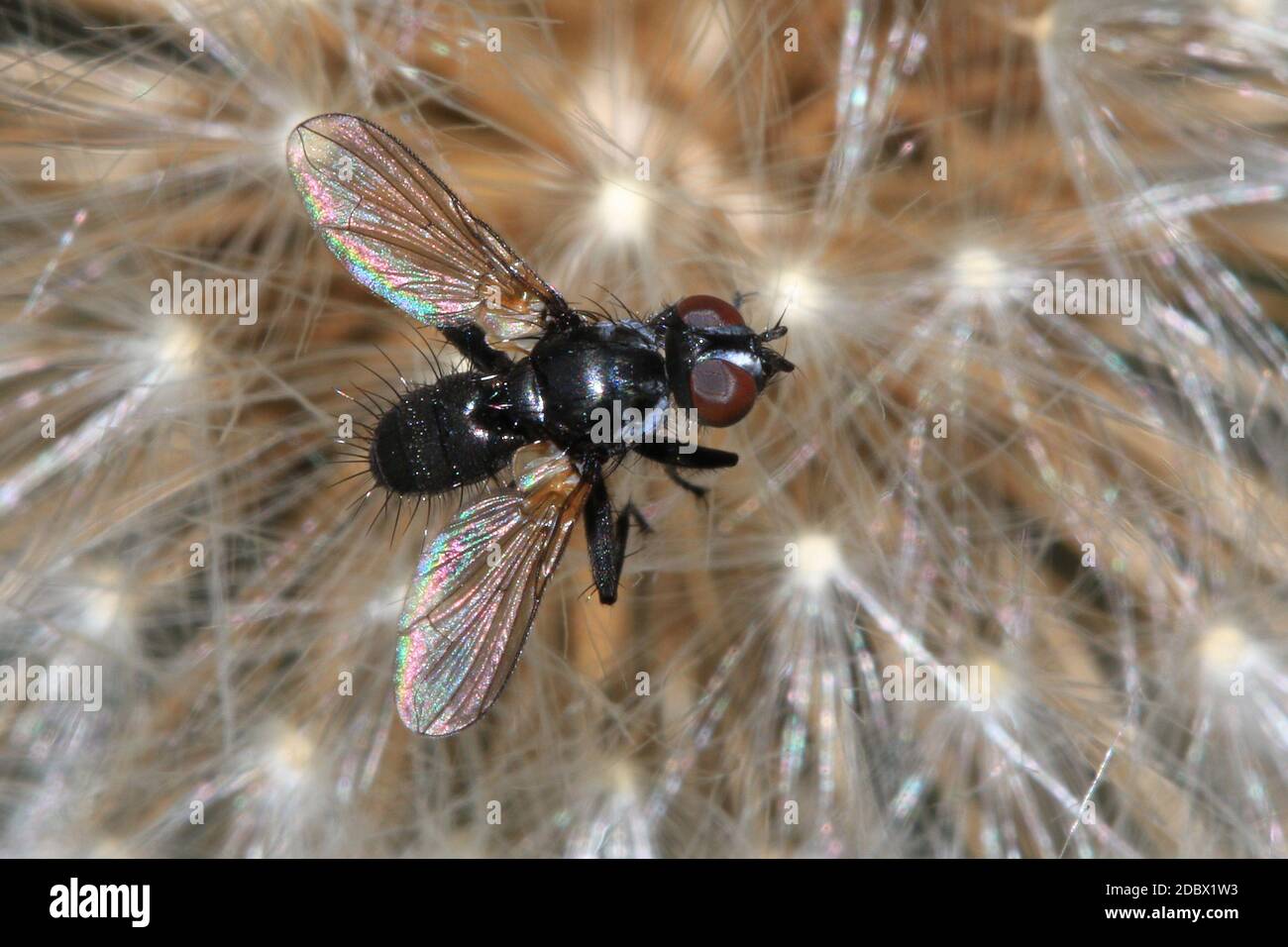 Tachnid fly, Phania funesta Stock Photo - Alamy