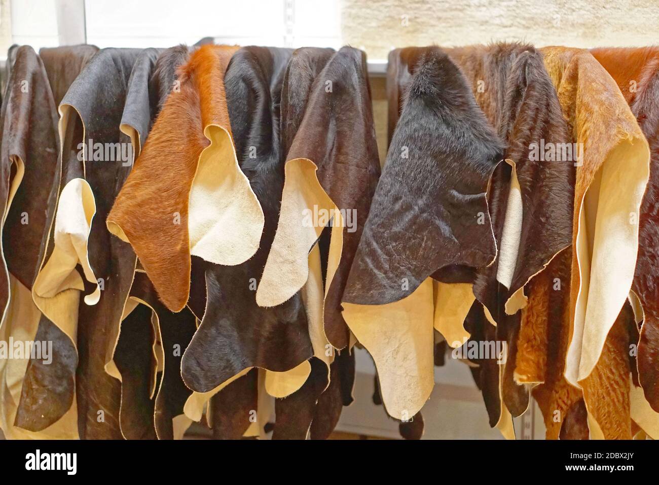 Many natural cow hide skins colors variety Stock Photo - Alamy